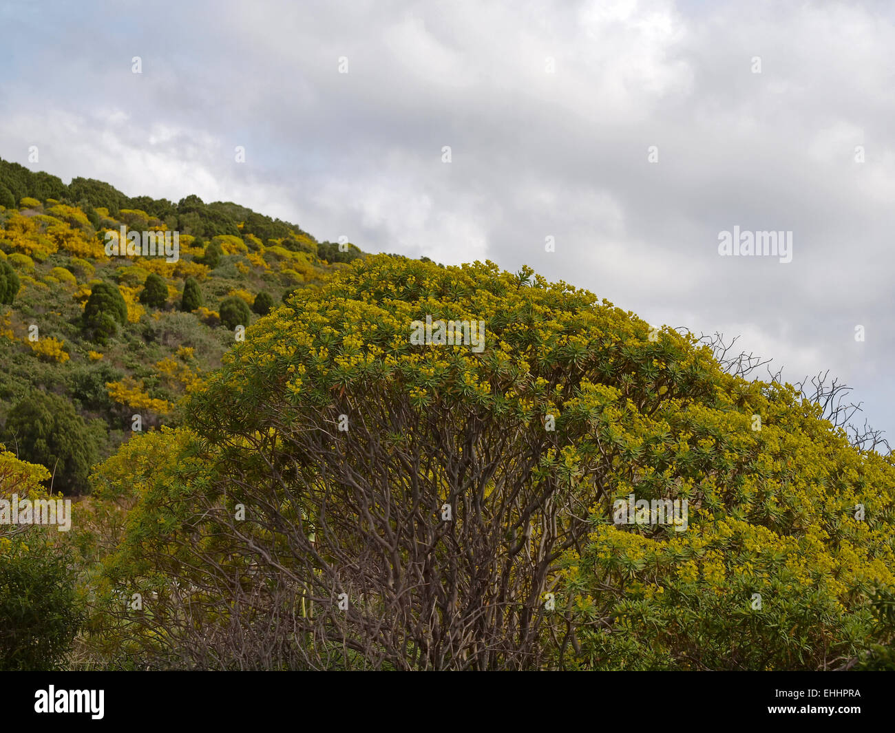 Euphorbia spurge tree hi-res stock photography and images - Alamy