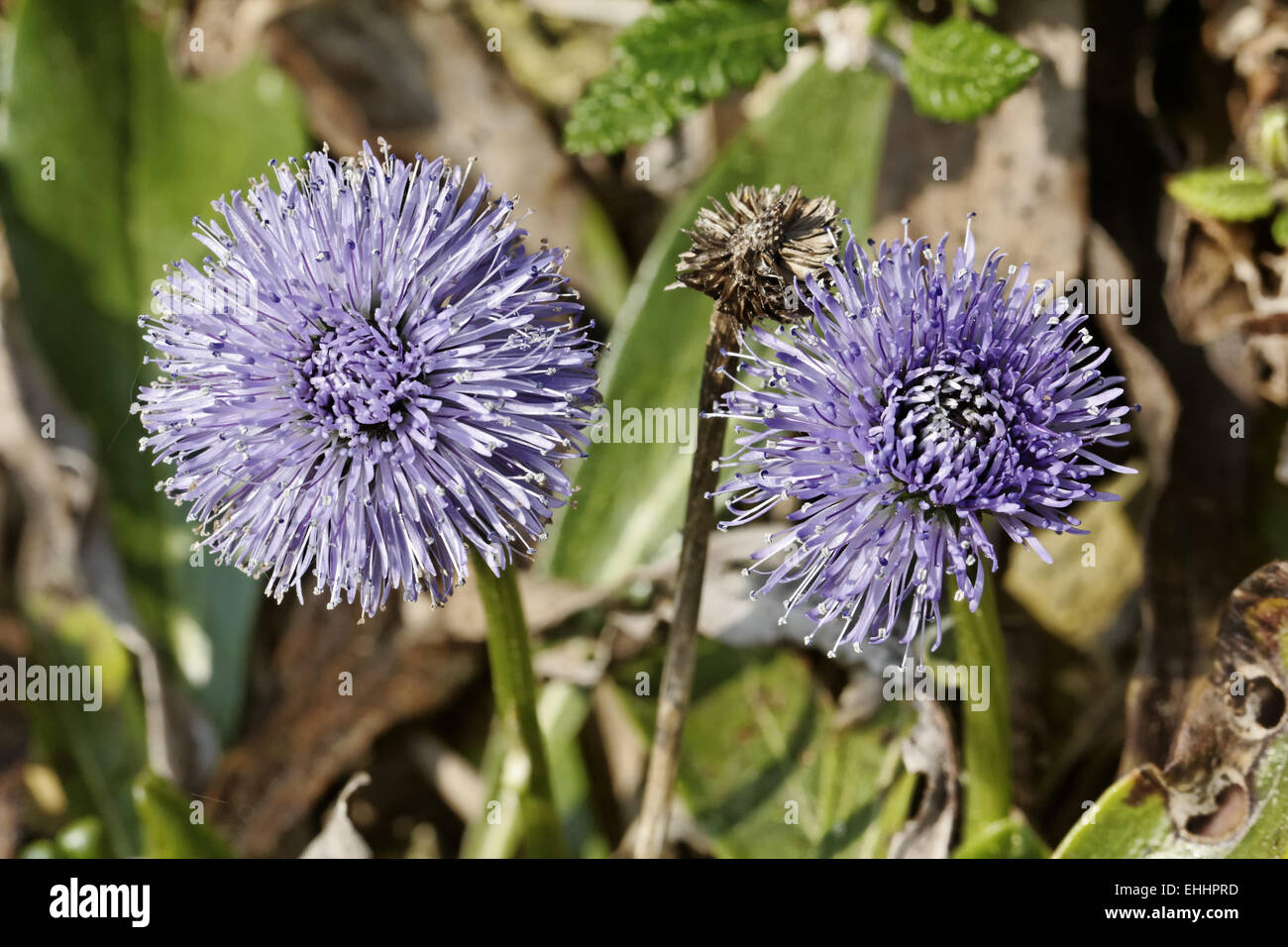 Globularia nudicaulis, Matted Globularia Stock Photo - Alamy