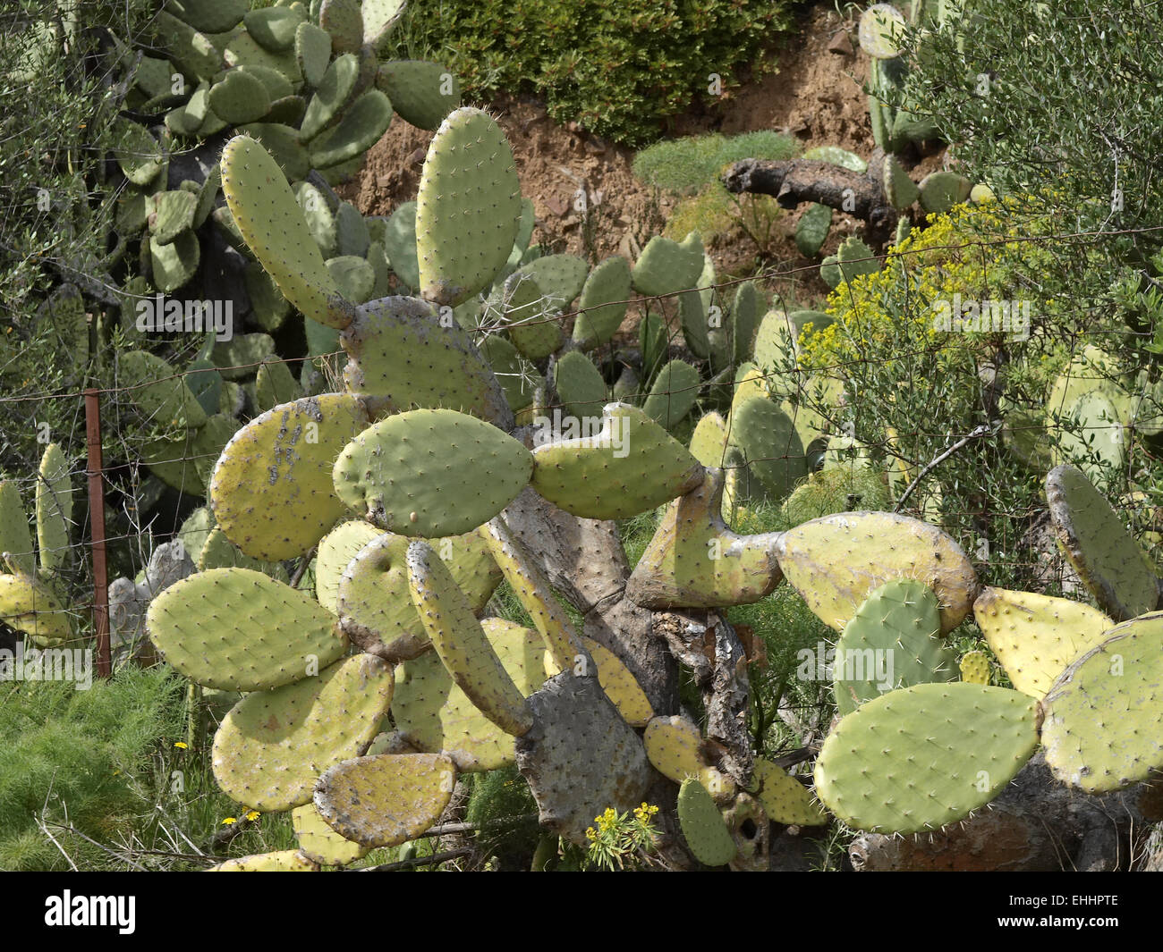 Opuntia ficus-indica, Indian fig Stock Photo - Alamy