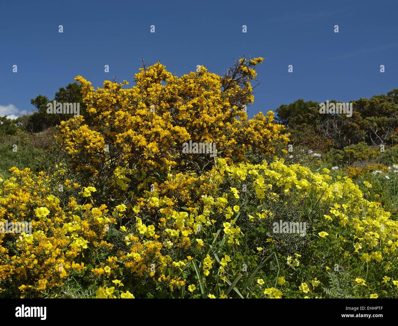 Oxalis pes-caprae, Bermuda buttercup Stock Photo - Alamy