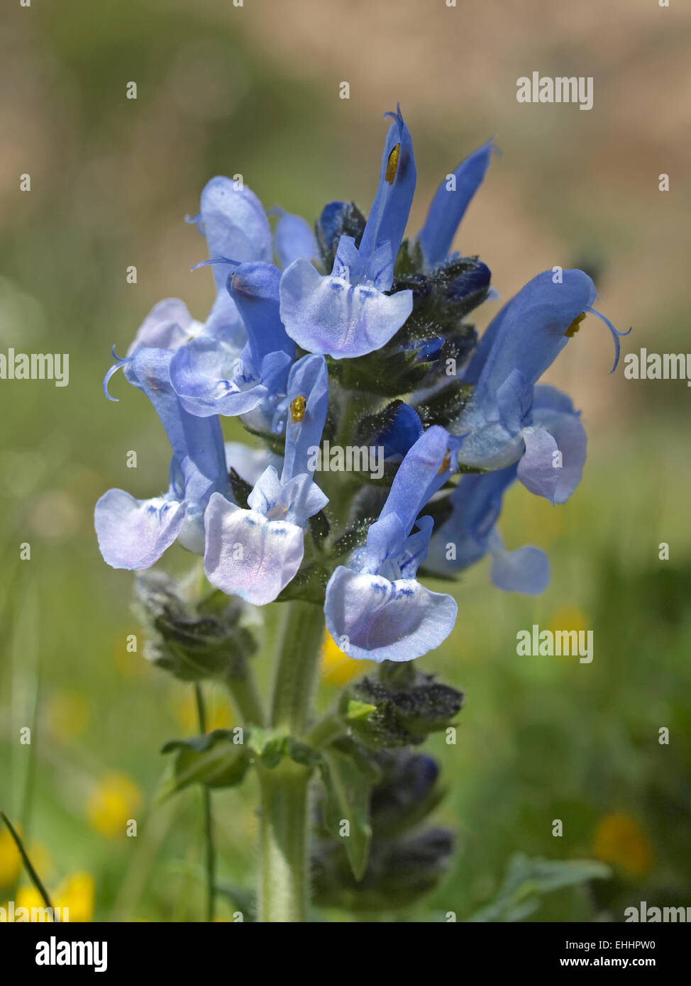 Salvia verbenaca, Wild Clary, Wild Sage Stock Photo - Alamy