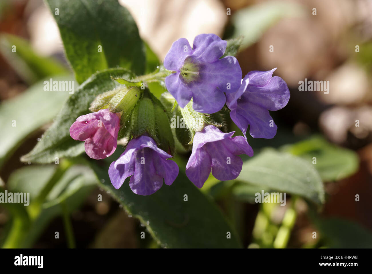 Pulmonaria obscura, Suffolk Lungwort Stock Photo - Alamy