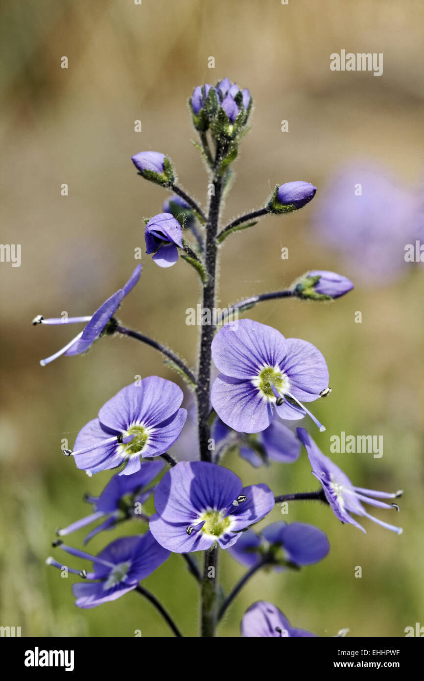 Veronica gentianoides, Gentian Speedwell Stock Photo - Alamy
