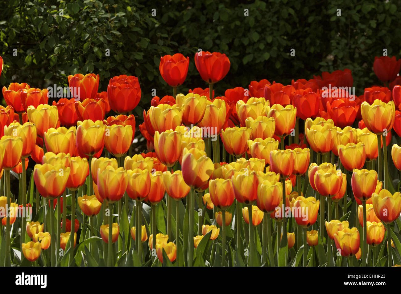 Tulip World Peace, Darwin hybrid t Stock Photo - Alamy