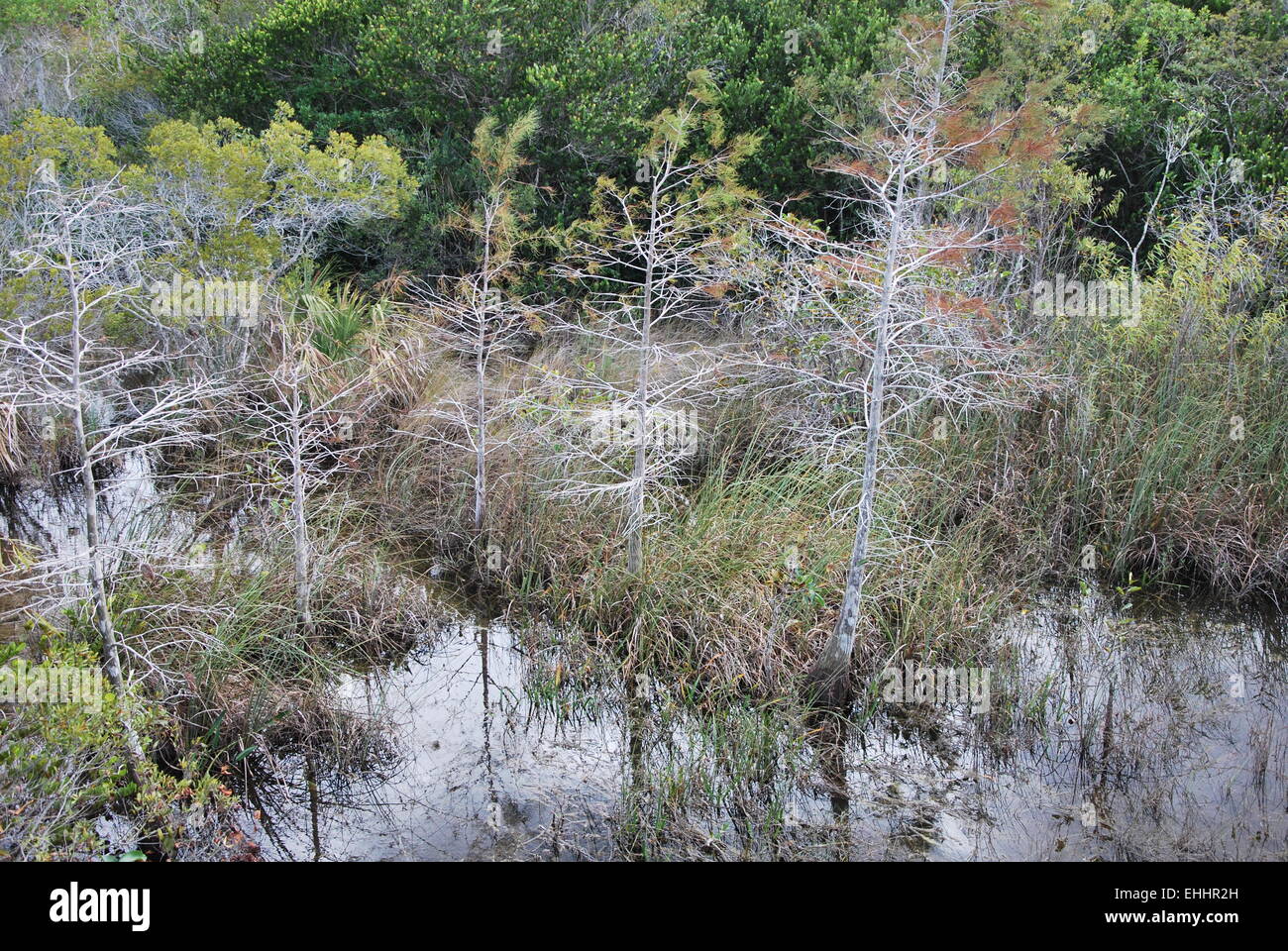 Everglades nationalparks hi-res stock photography and images - Alamy