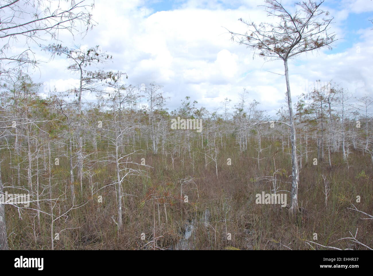 Everglades nationalparks hi-res stock photography and images - Alamy