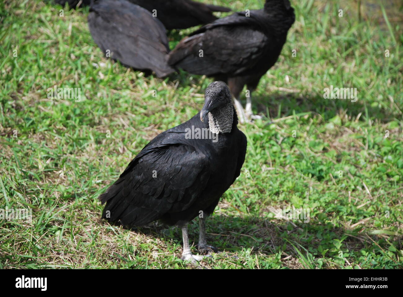 Everglades nationalparks hi-res stock photography and images - Alamy
