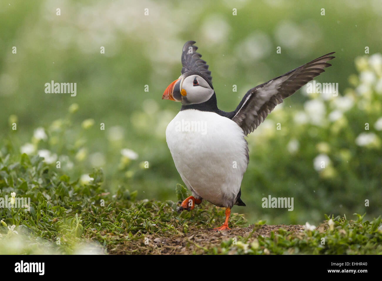 Puffins (Fratercula arctica Stock Photo - Alamy
