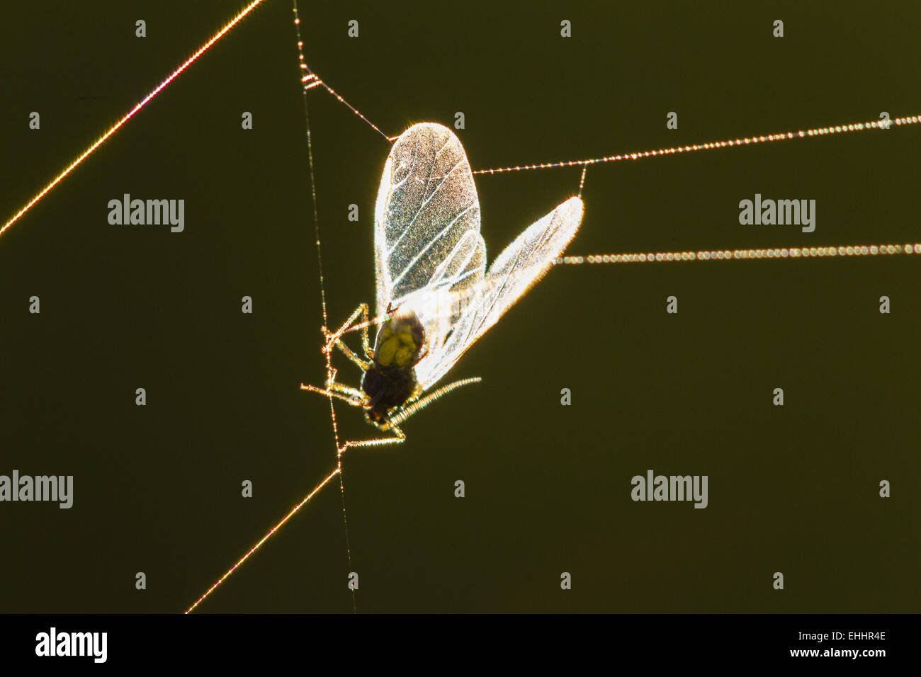 Fly in a spider's web Stock Photo - Alamy