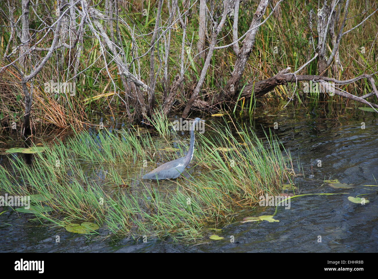 Everglades nationalparks hi-res stock photography and images - Alamy