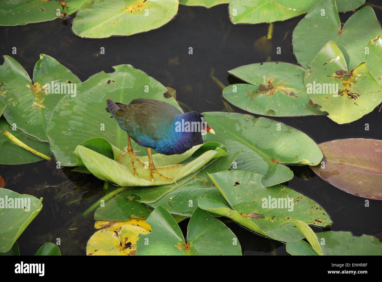 American Purple Gallinule Stock Photo - Alamy