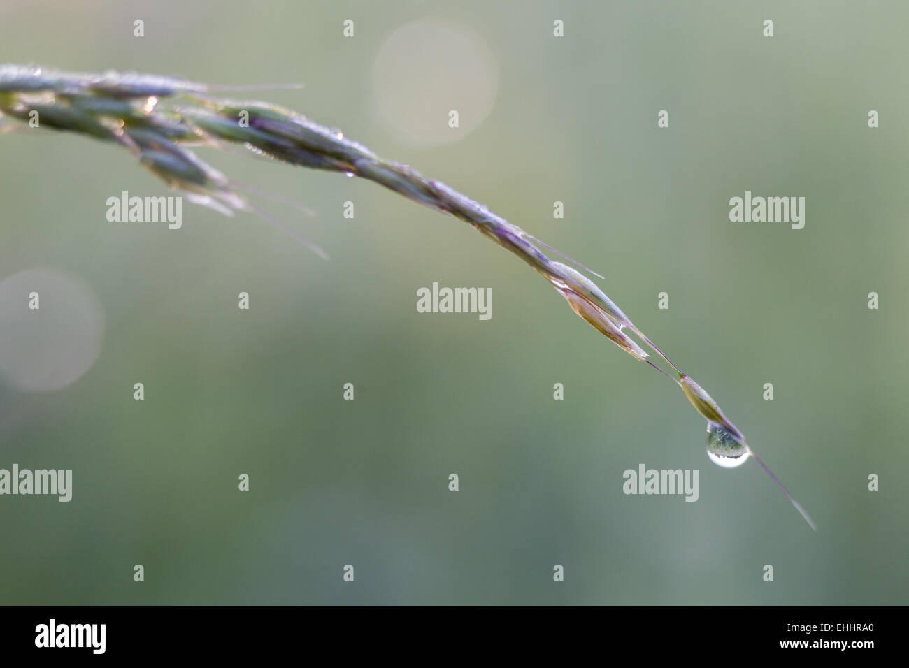 Water drops on grass Stock Photo - Alamy
