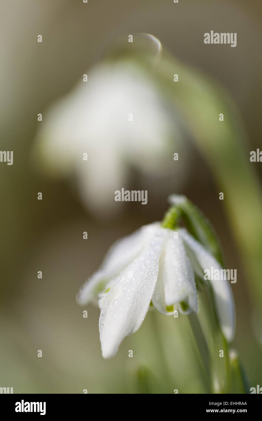Snowflake (Leucojum vernum Stock Photo - Alamy