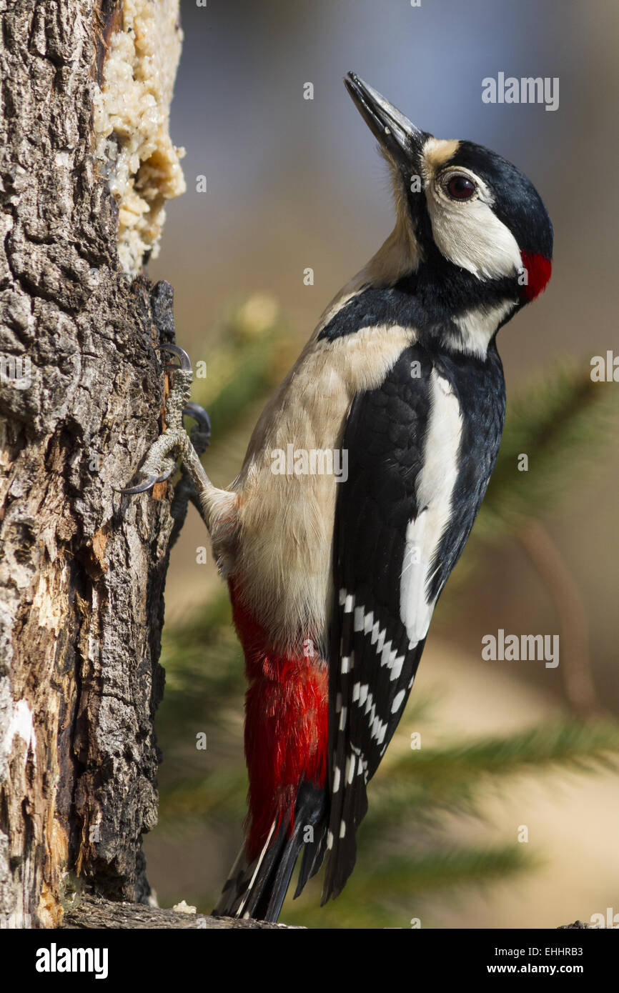 Great Spotted Woodpecker (Dendrocopos major Stock Photo - Alamy