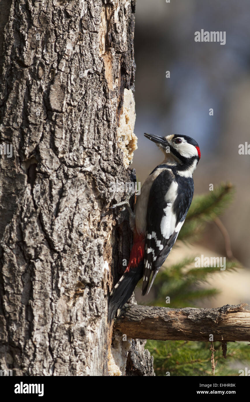 Great Spotted Woodpecker (Dendrocopos major Stock Photo - Alamy
