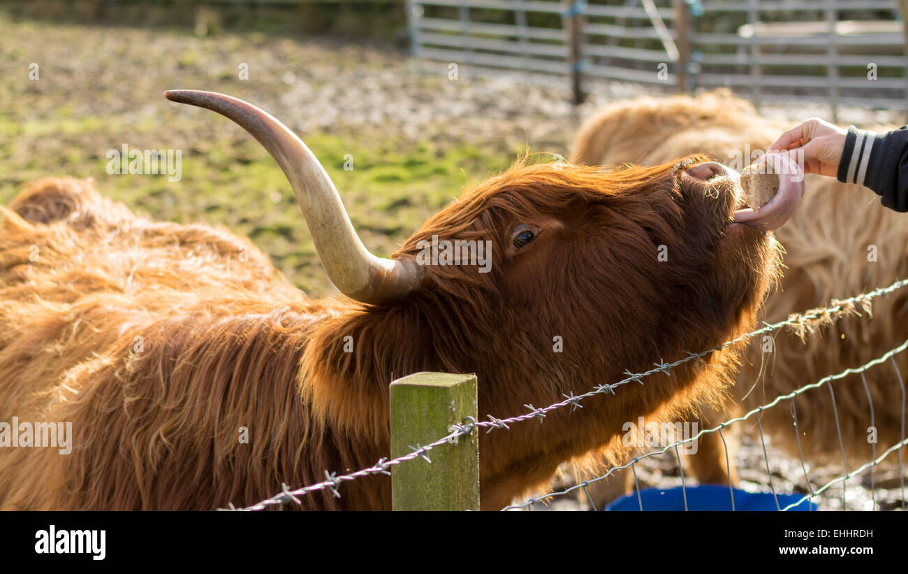 Highland cow hi-res stock photography and images - Alamy
