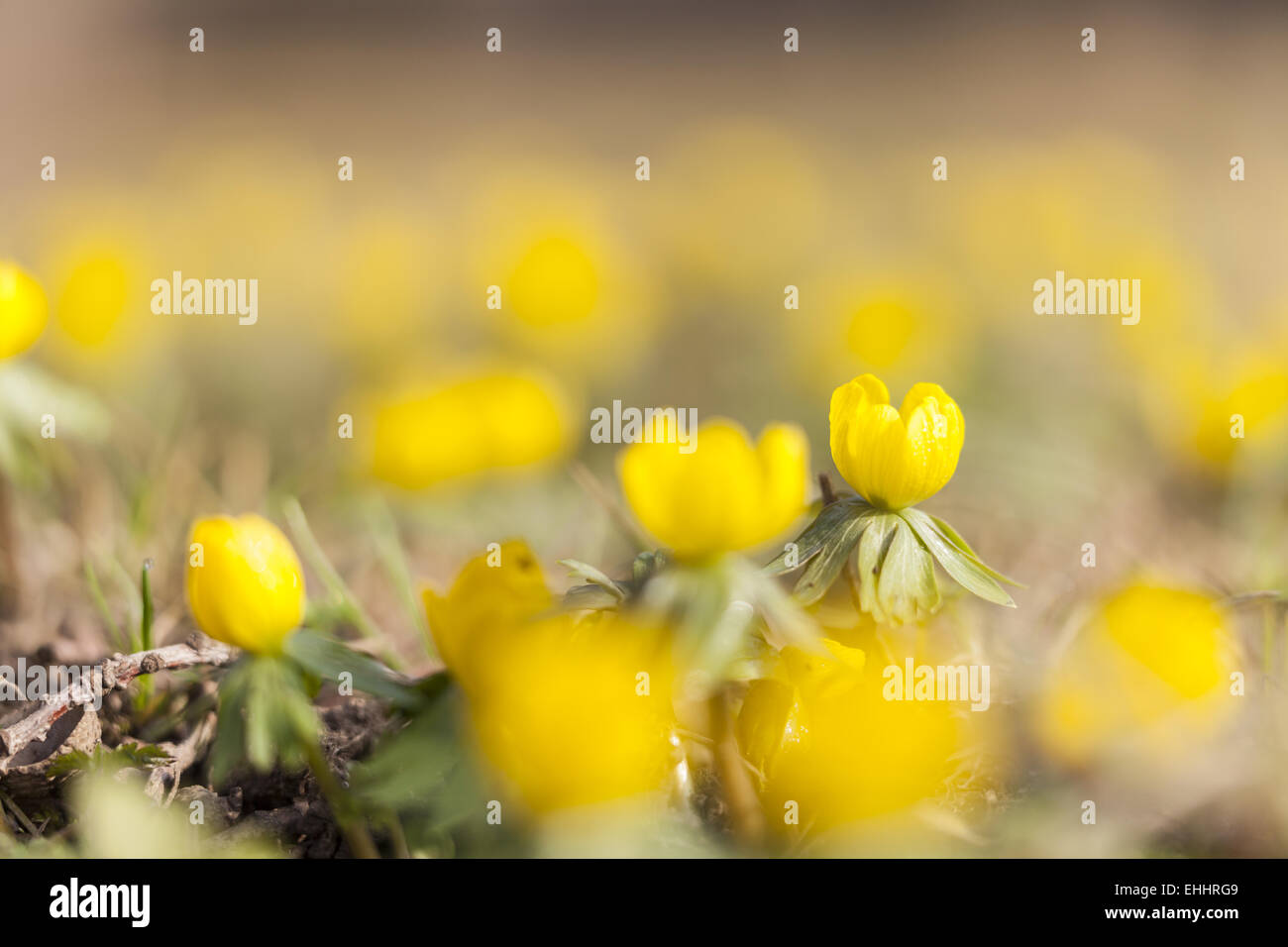 Winterling (Eranthis hyemalis Stock Photo - Alamy