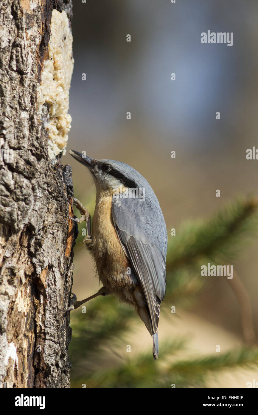 Nuthatch (Sitta europaea Stock Photo - Alamy