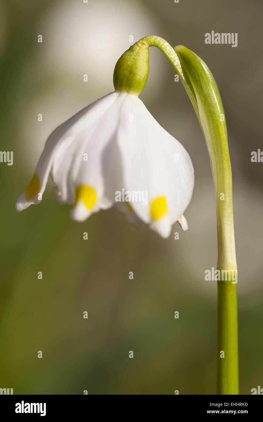 Snowflake (Leucojum vernum Stock Photo - Alamy