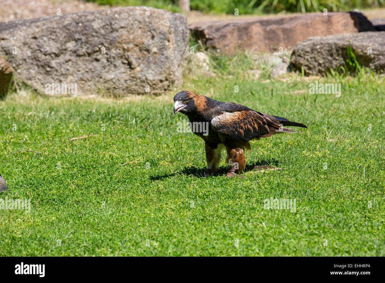 Wedge tail tailed eagle bird of prey hi-res stock photography and ...