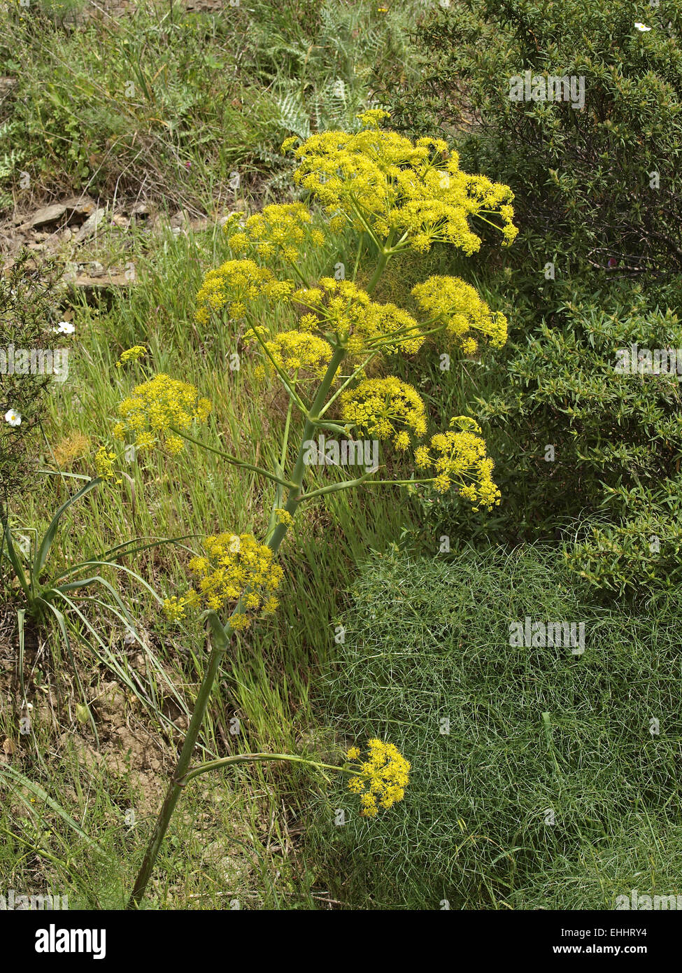 Giant fennel (ferula communis) hi-res stock photography and images - Alamy