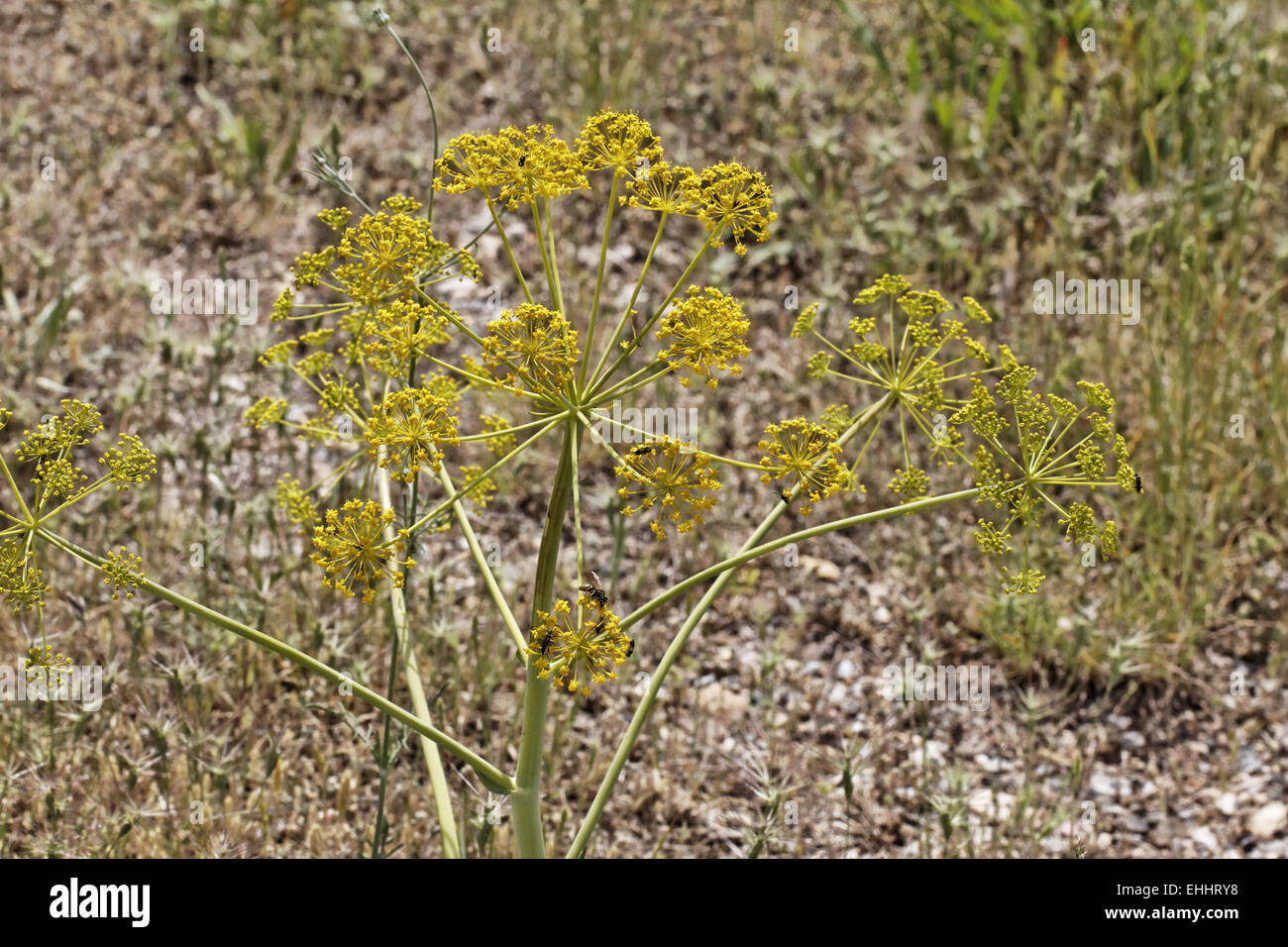Ferula communis, Giant fennel Stock Photo - Alamy