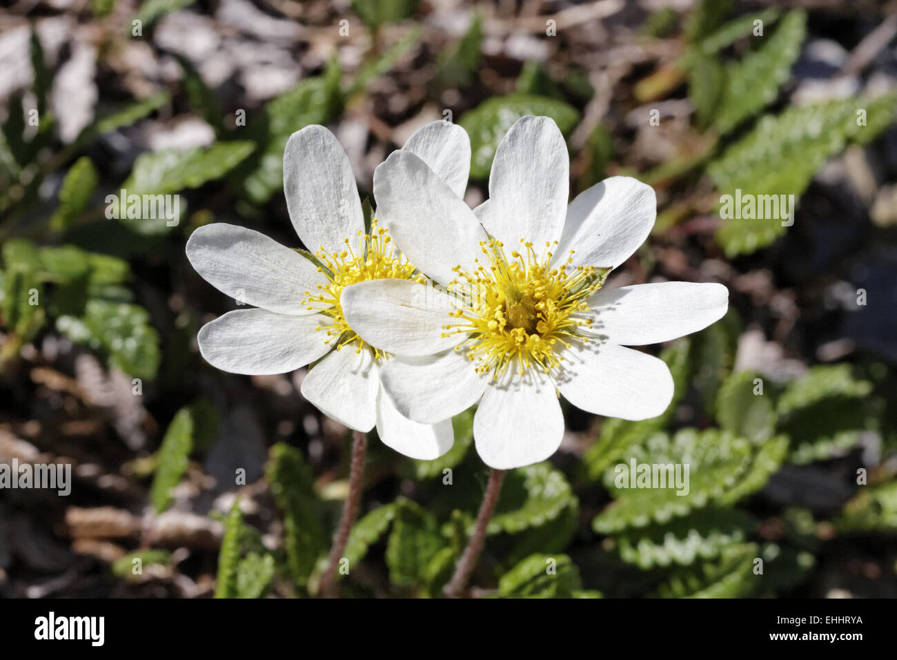 Dryas octopetala, Mountain avens, White dryas Stock Photo - Alamy
