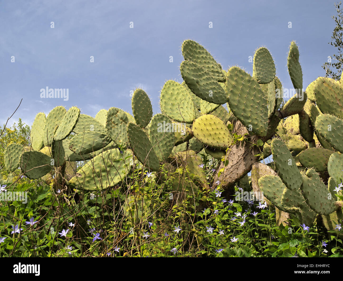 Indian fig opuntia ficus indica hi-res stock photography and images - Alamy