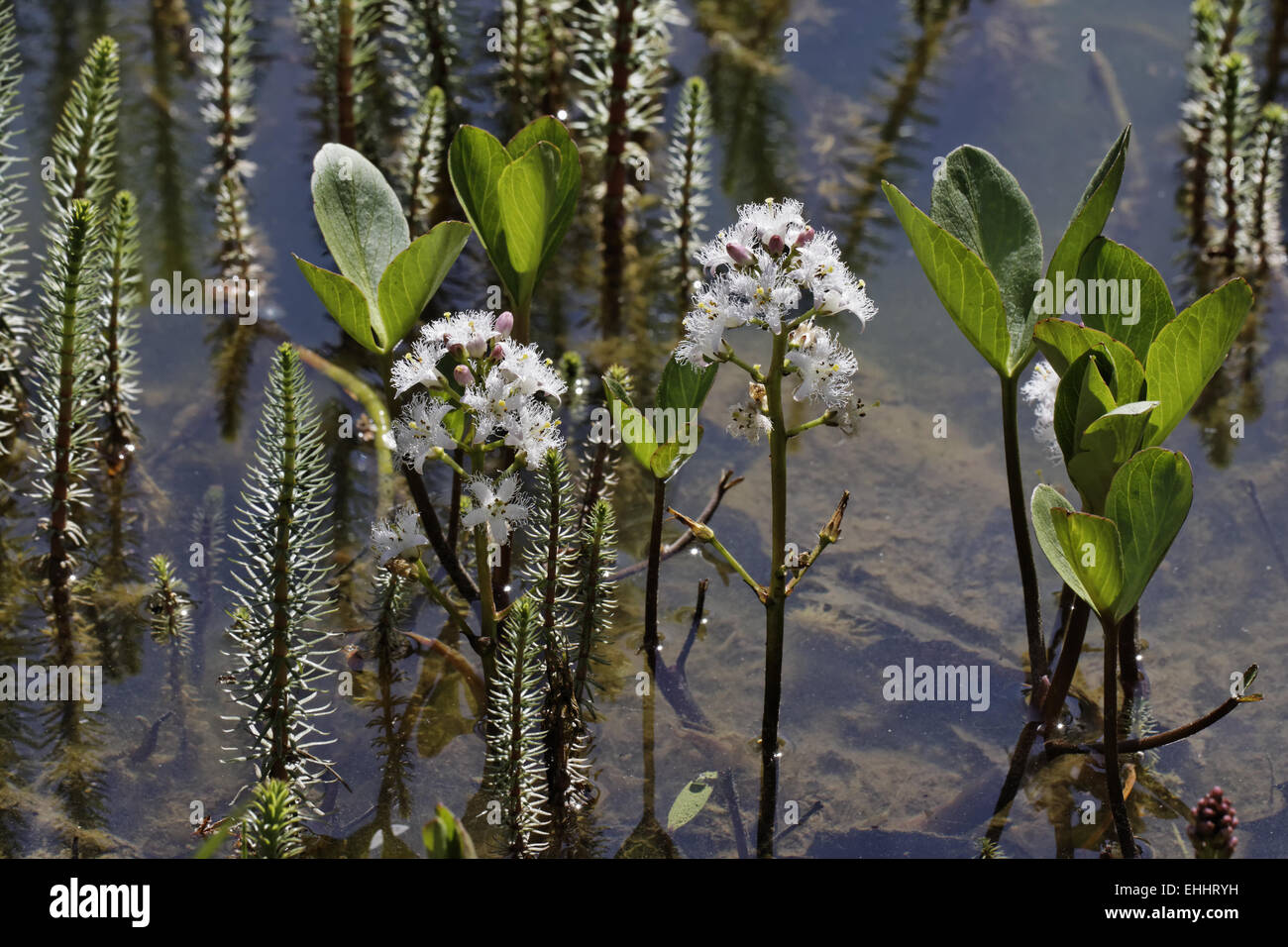 Menyanthes trifoliata, Marsh Trefoil, Bog-Bean Stock Photo - Alamy