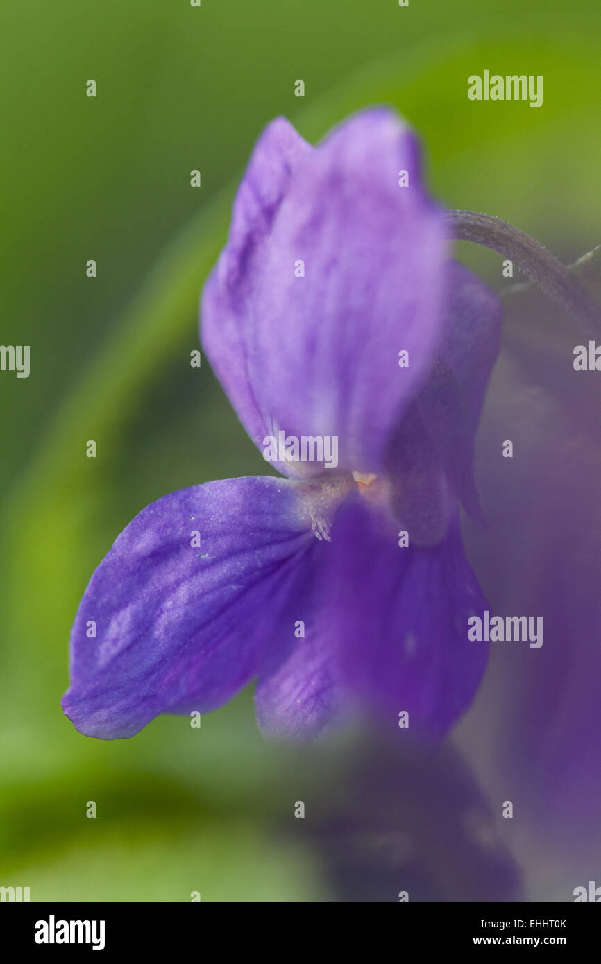 March Violets (Viola odorata Stock Photo - Alamy