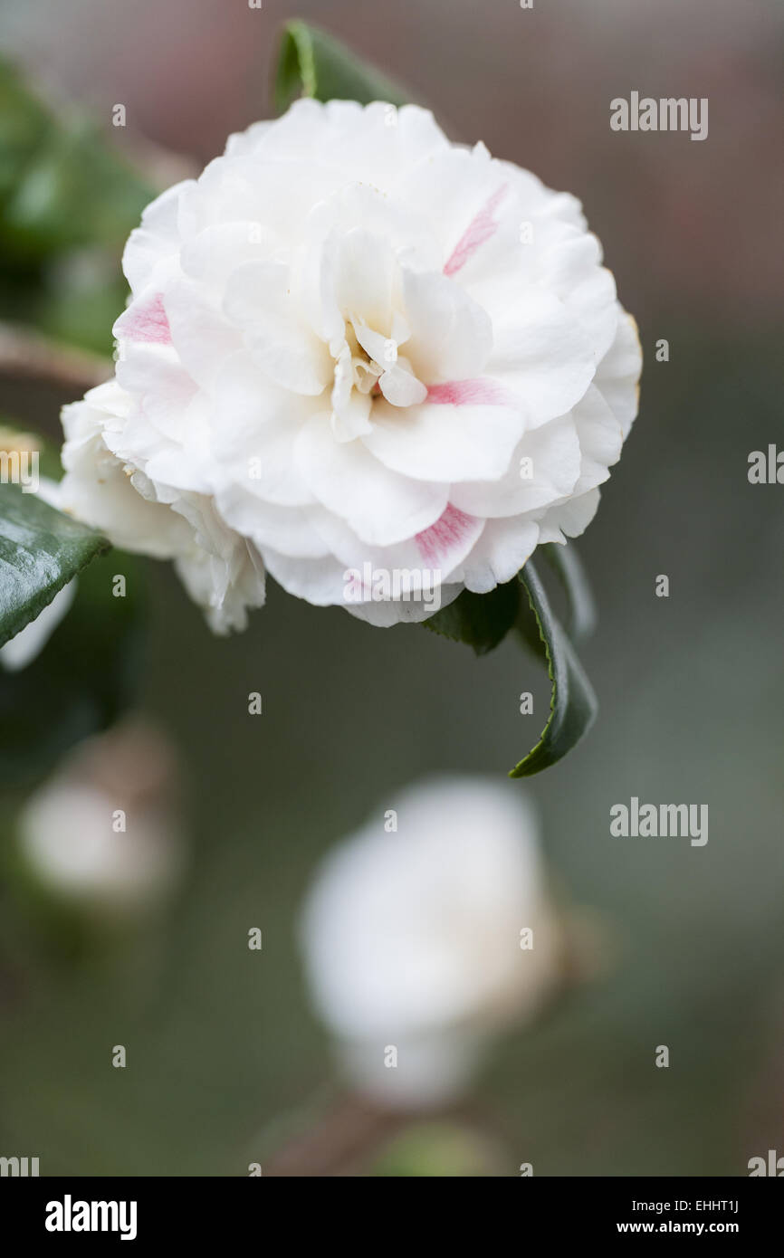 Camellia camellia japonica hi-res stock photography and images - Alamy