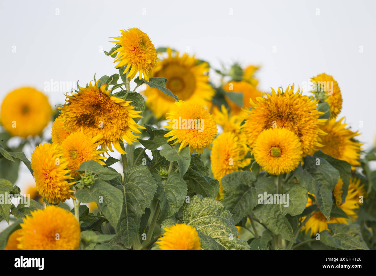 Sunflower (Helianthus annuus Stock Photo - Alamy