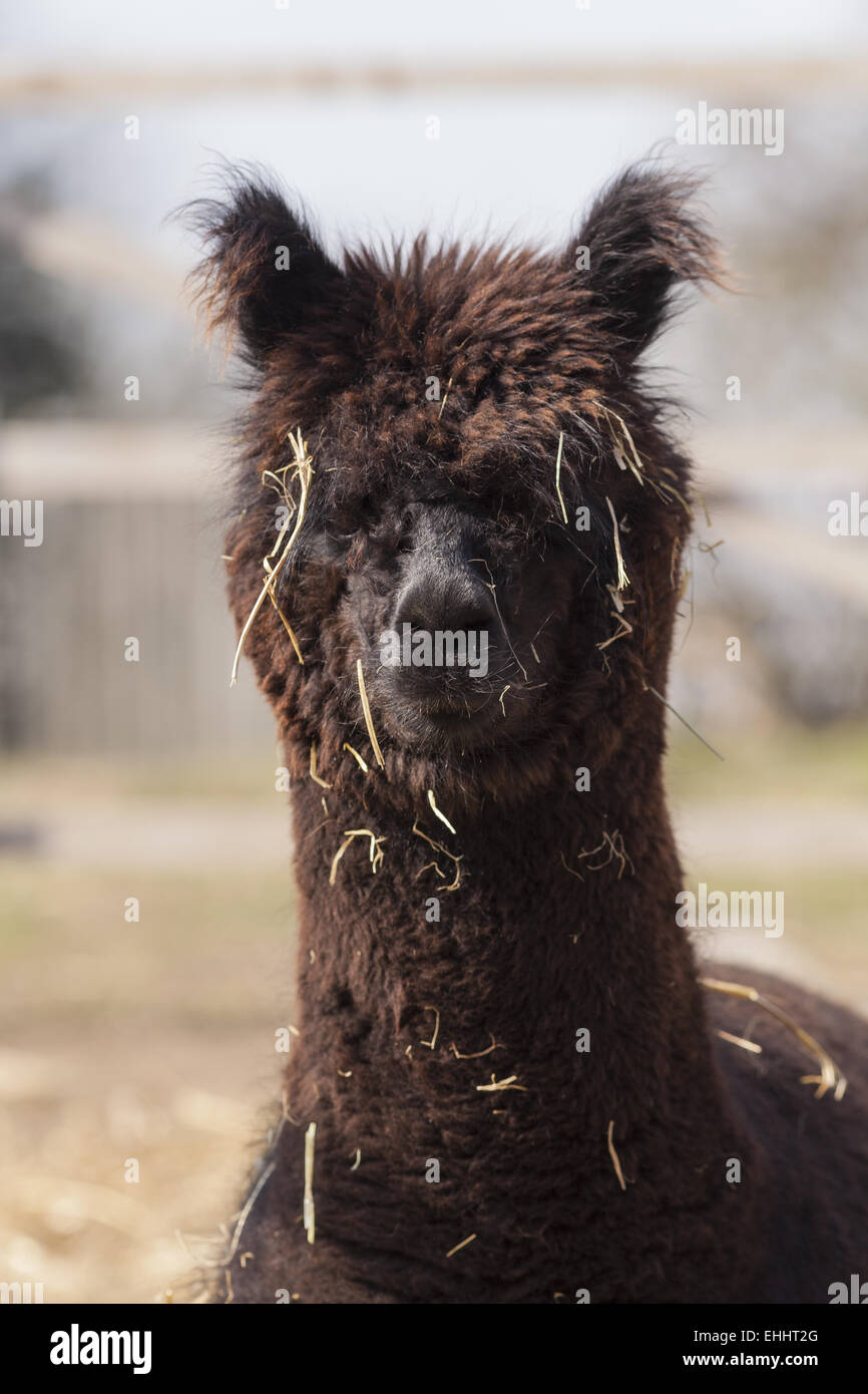 Alpaca (Vicugna pacos Stock Photo - Alamy