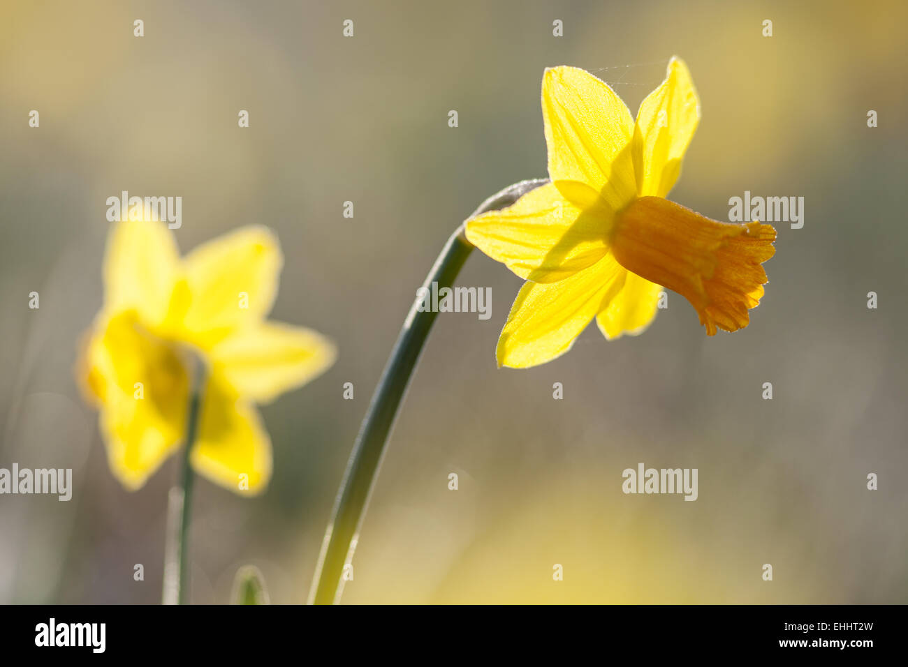 Yellow daffodil (Narcissus pseudonarcissus Stock Photo - Alamy