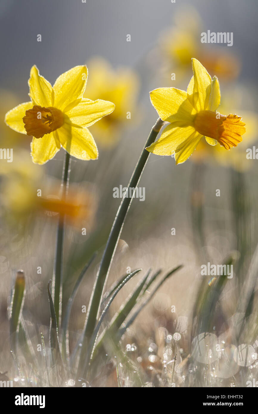 Yellow daffodil (Narcissus pseudonarcissus Stock Photo - Alamy