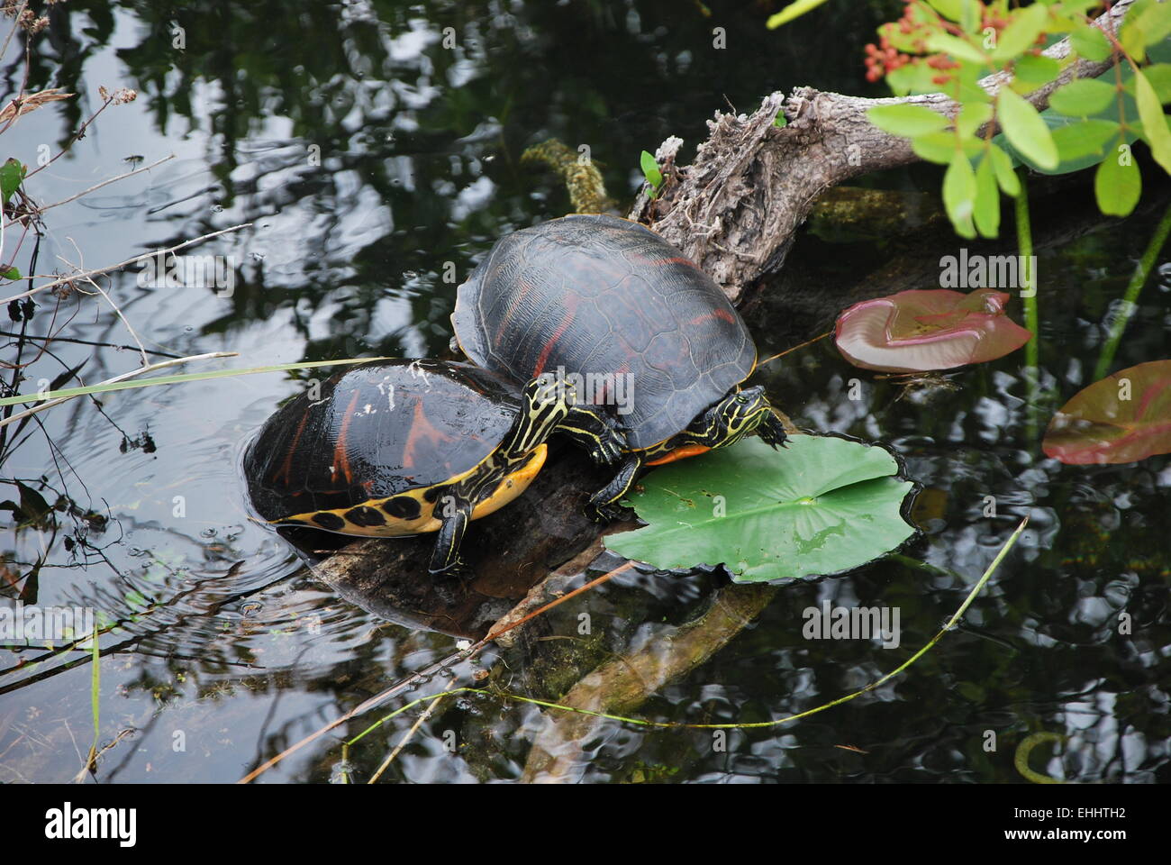 Loggerhead Sea Turtle Stock Photo - Alamy