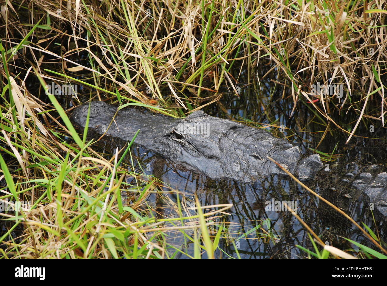 Alligatore hi-res stock photography and images - Alamy