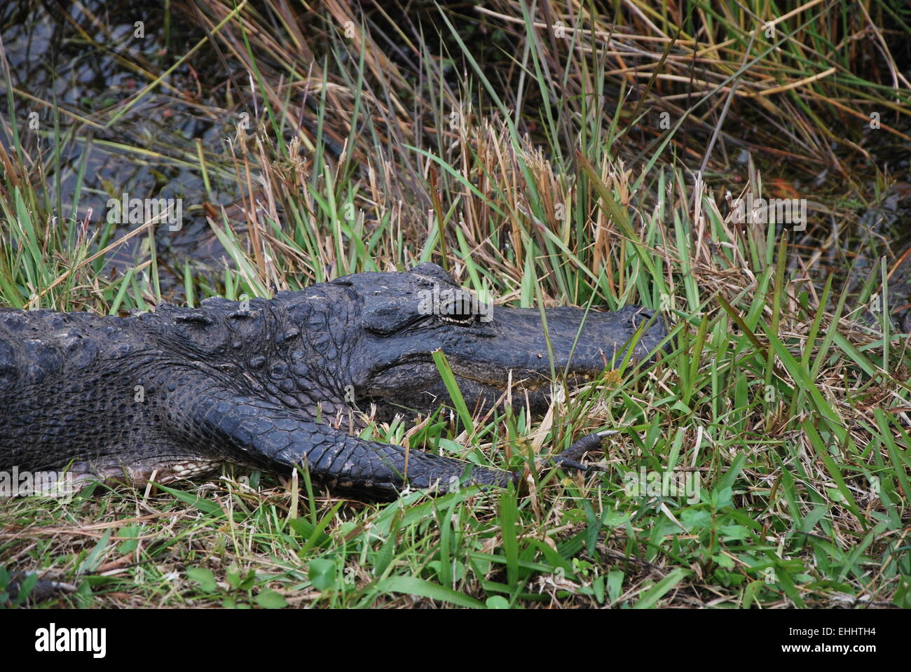 Parks sumpf hi-res stock photography and images - Alamy