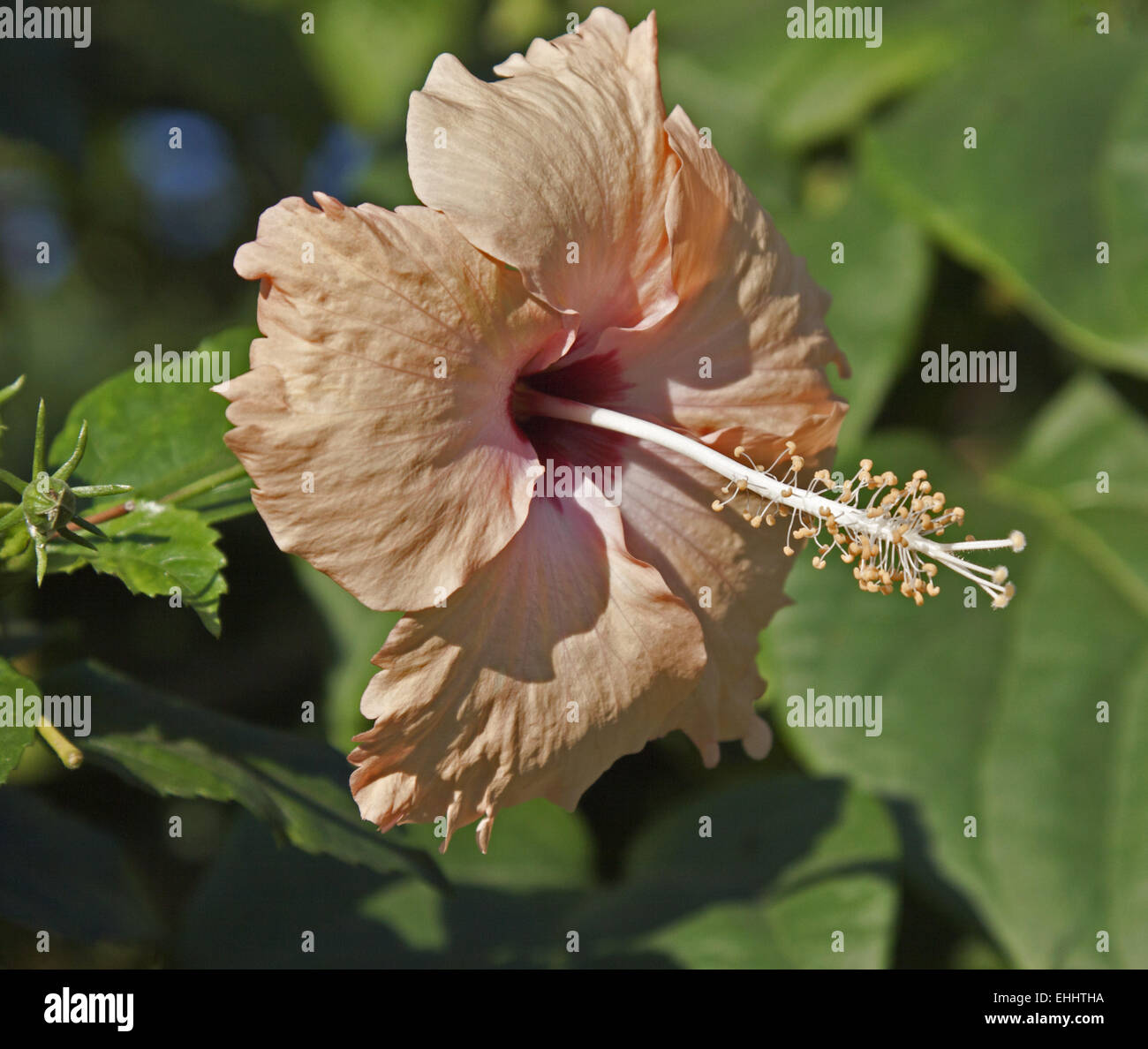 Hibiskus bluten hi-res stock photography and images - Alamy