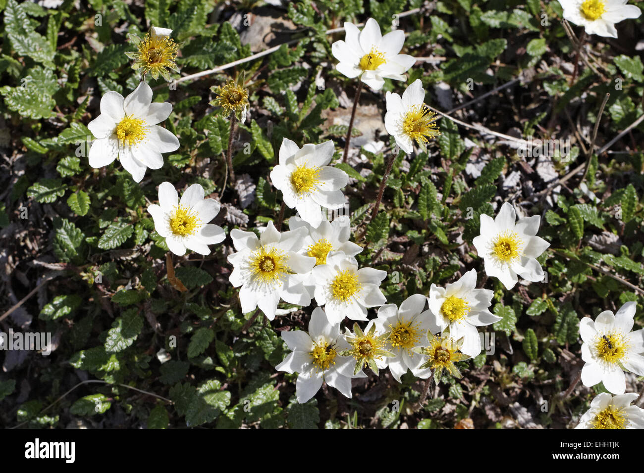 Dryas octopetala, Mountain avens, White dryad Stock Photo - Alamy