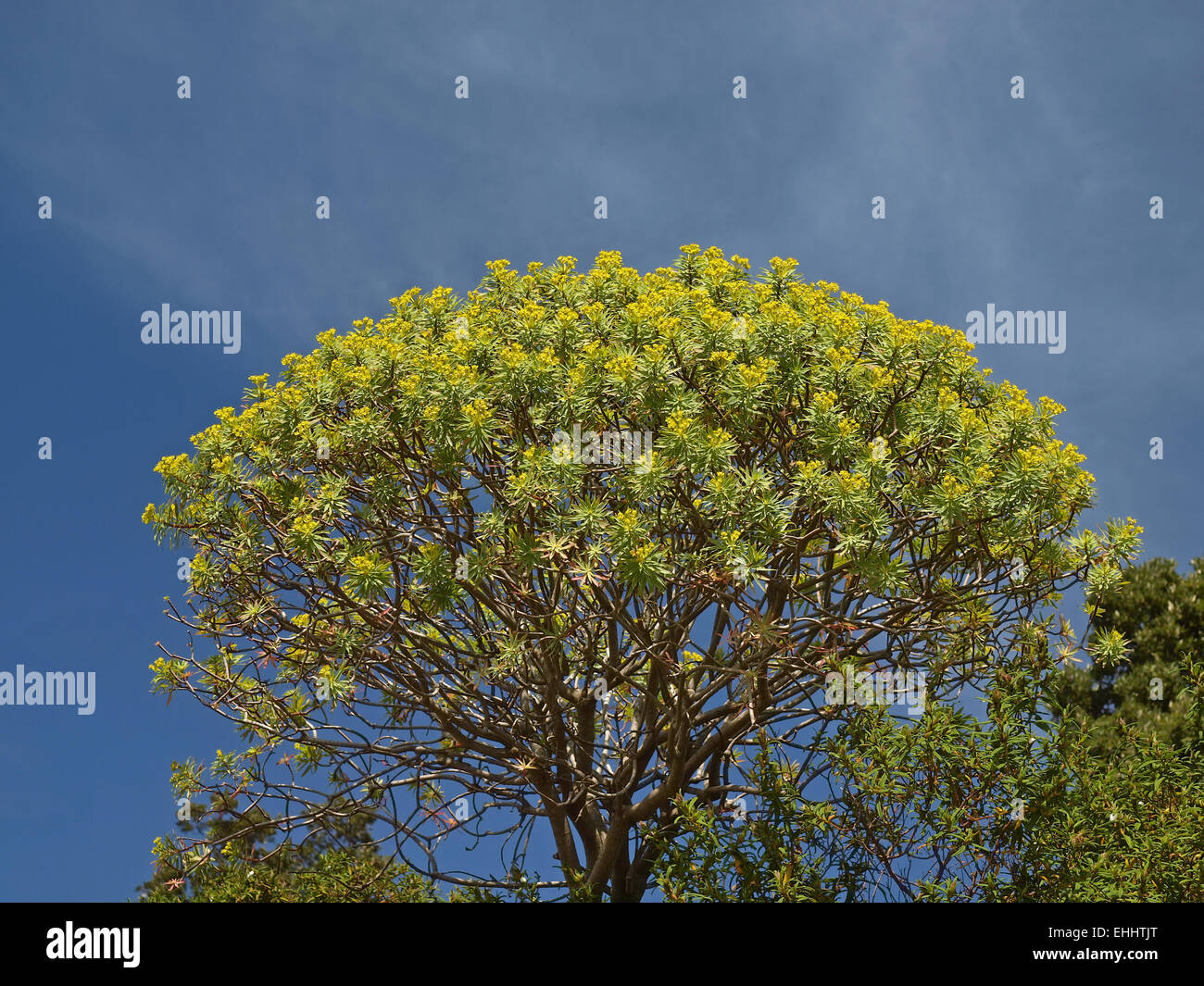 Euphorbia dendroides, Tree Spurge Stock Photo - Alamy