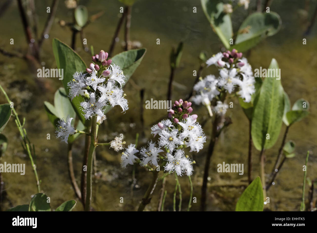 Menyanthes trifoliata, Marsh Trefoil, Buckbean Stock Photo - Alamy