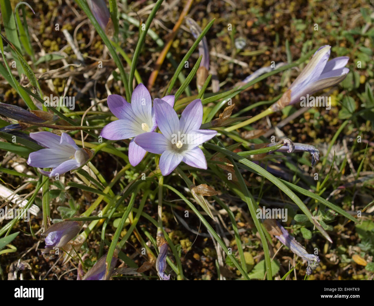 Romulea Stock Photos & Romulea Stock Images - Alamy