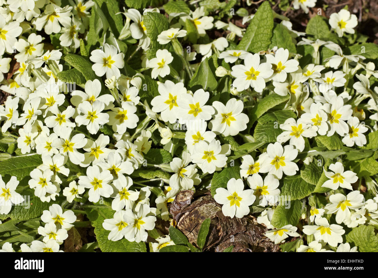 Primula Vulgaris Primrose Common Primrose Stock Photo Alamy
