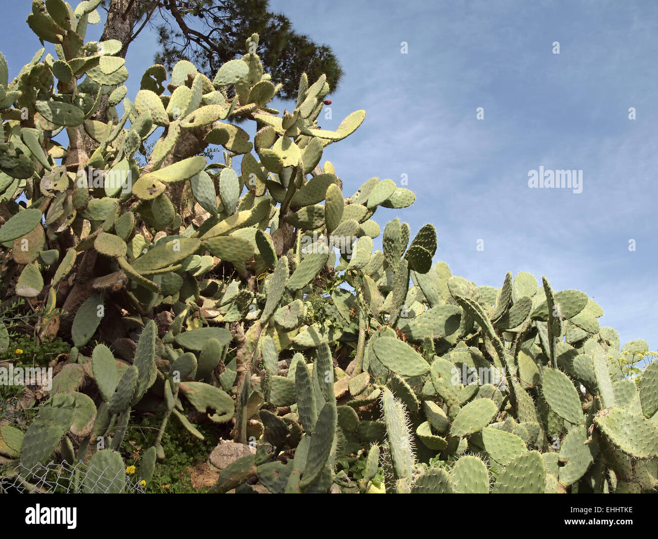 Opuntia ficus-indica, Indian fig Stock Photo - Alamy