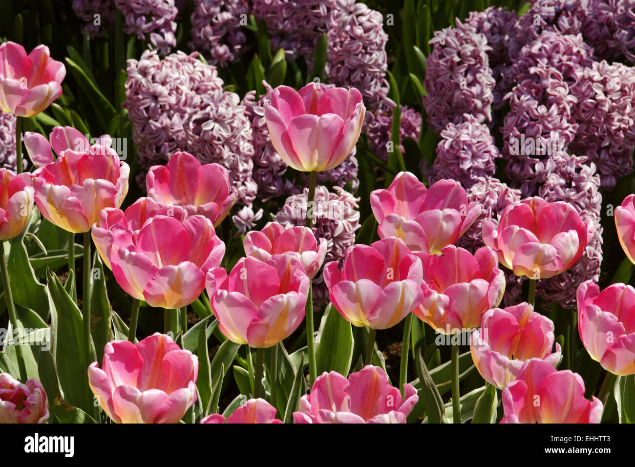 Tulip New Design, Triumph tulip Stock Photo - Alamy
