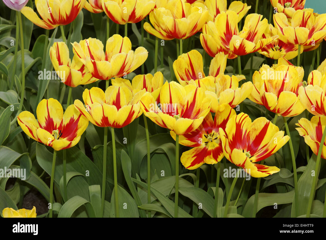 Tulip Augusta Taurinorum, Triumph tulip Stock Photo - Alamy