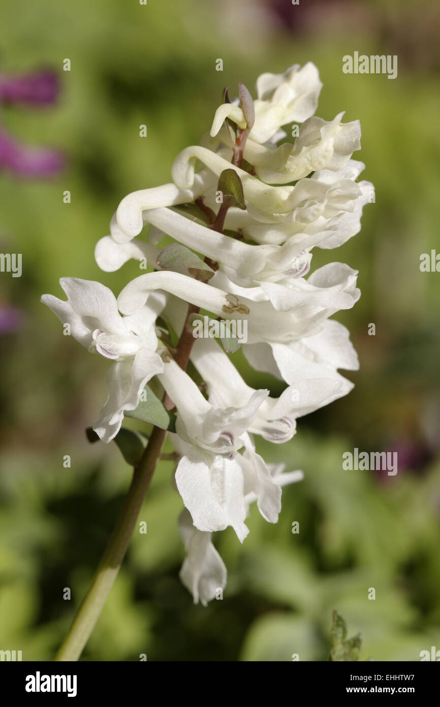 Corydalis flower hi-res stock photography and images - Alamy