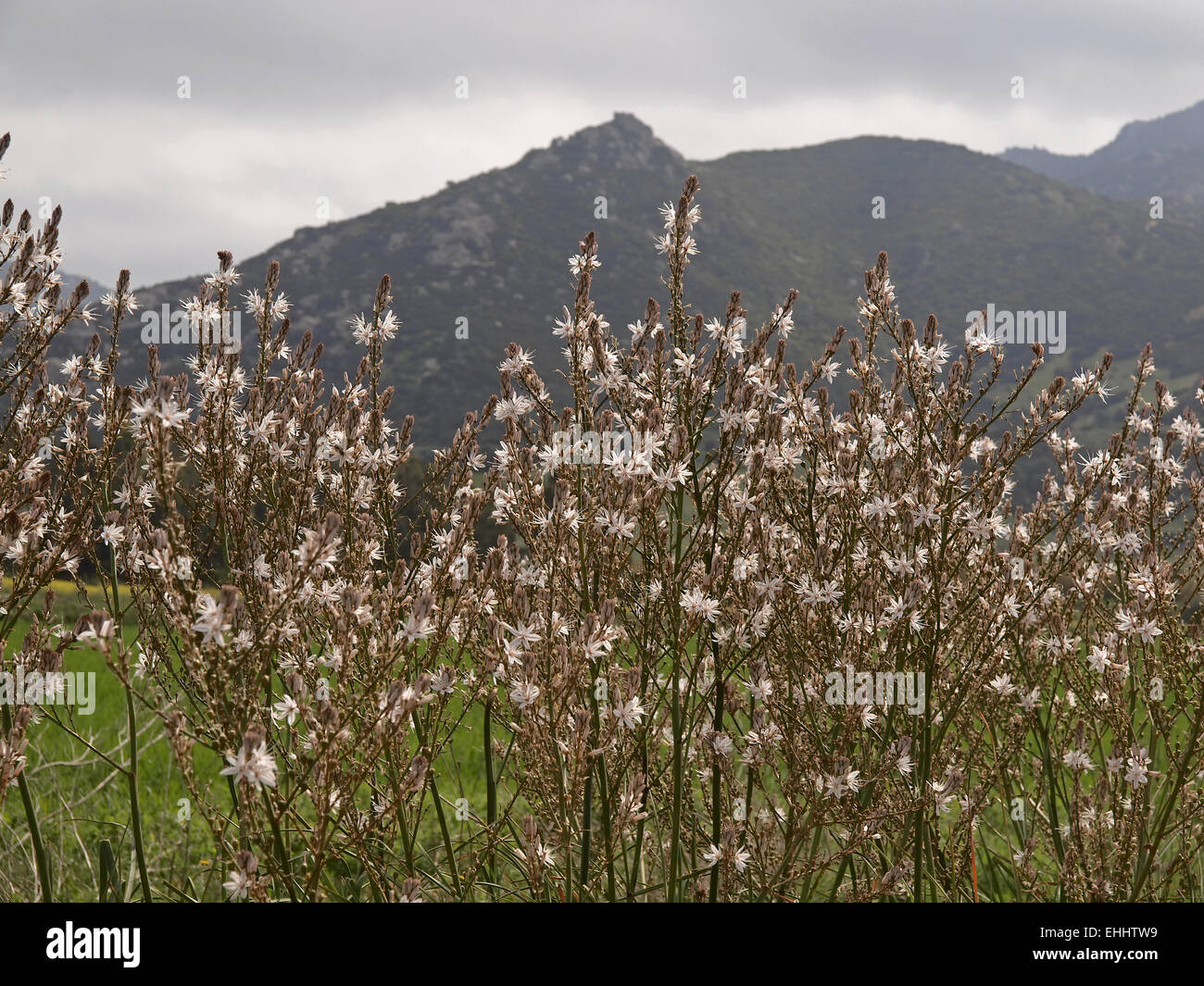 Ramosus hi-res stock photography and images - Alamy