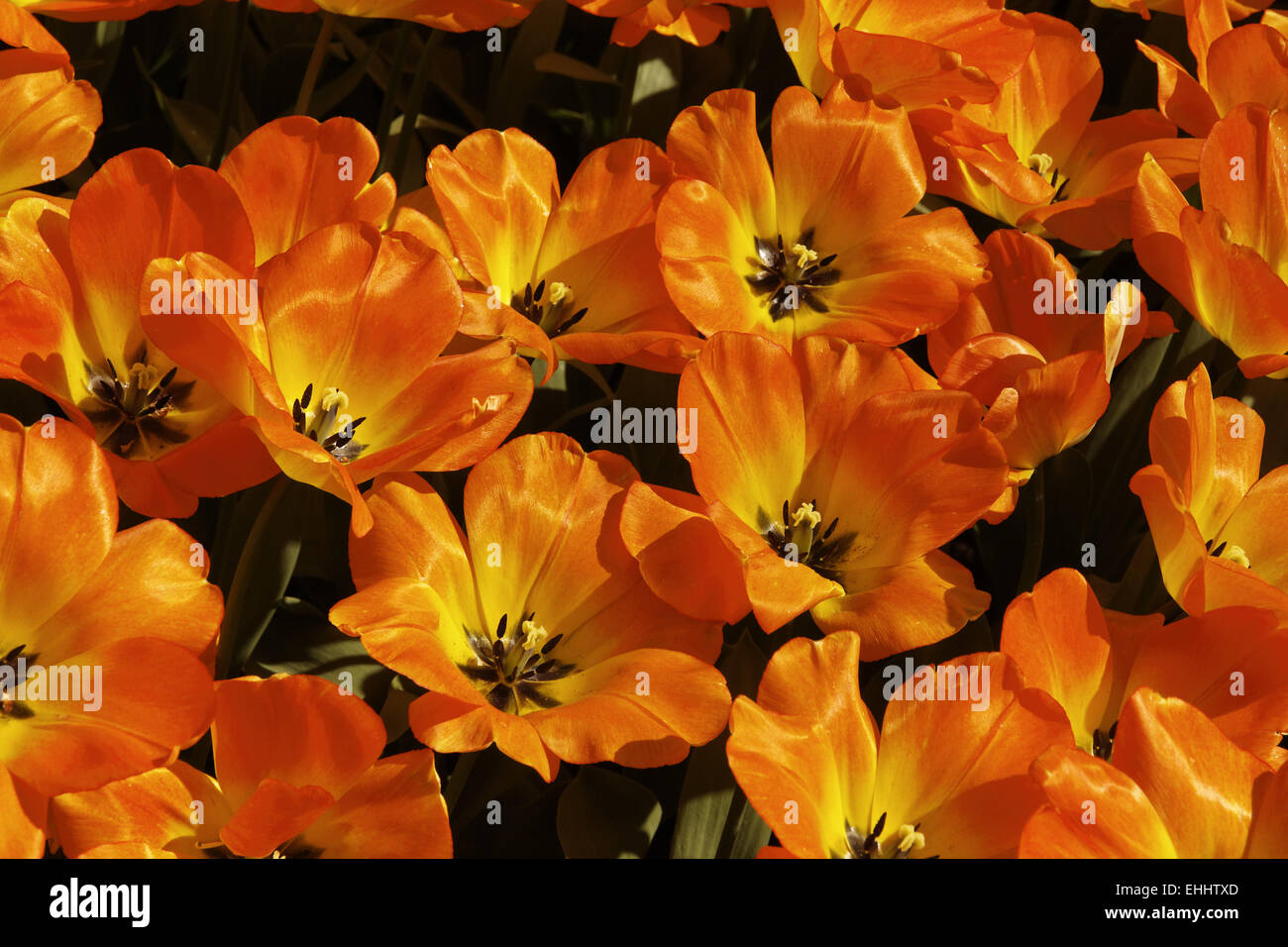 Tulip Daydream, Darwin hybrid tulip Stock Photo - Alamy